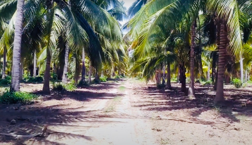 Visiting the Coconut Museum – Zihua Travels
